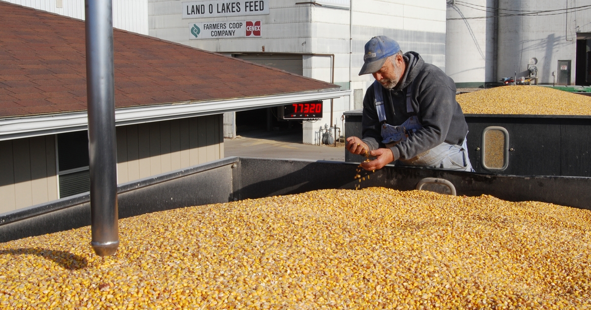 Consider using a basis contract for corn