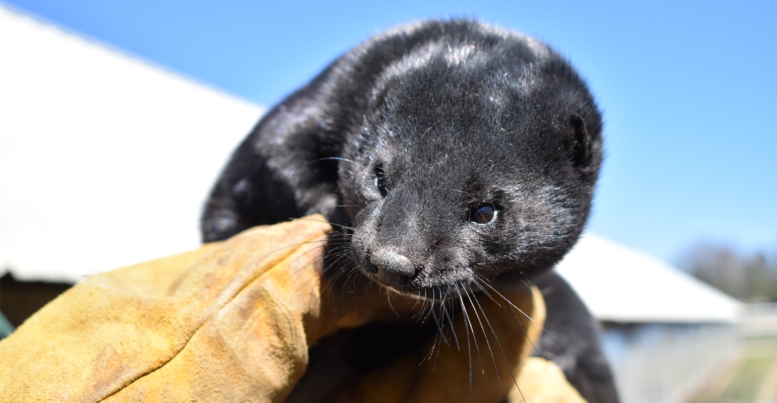 The sustainability of Wisconsin mink