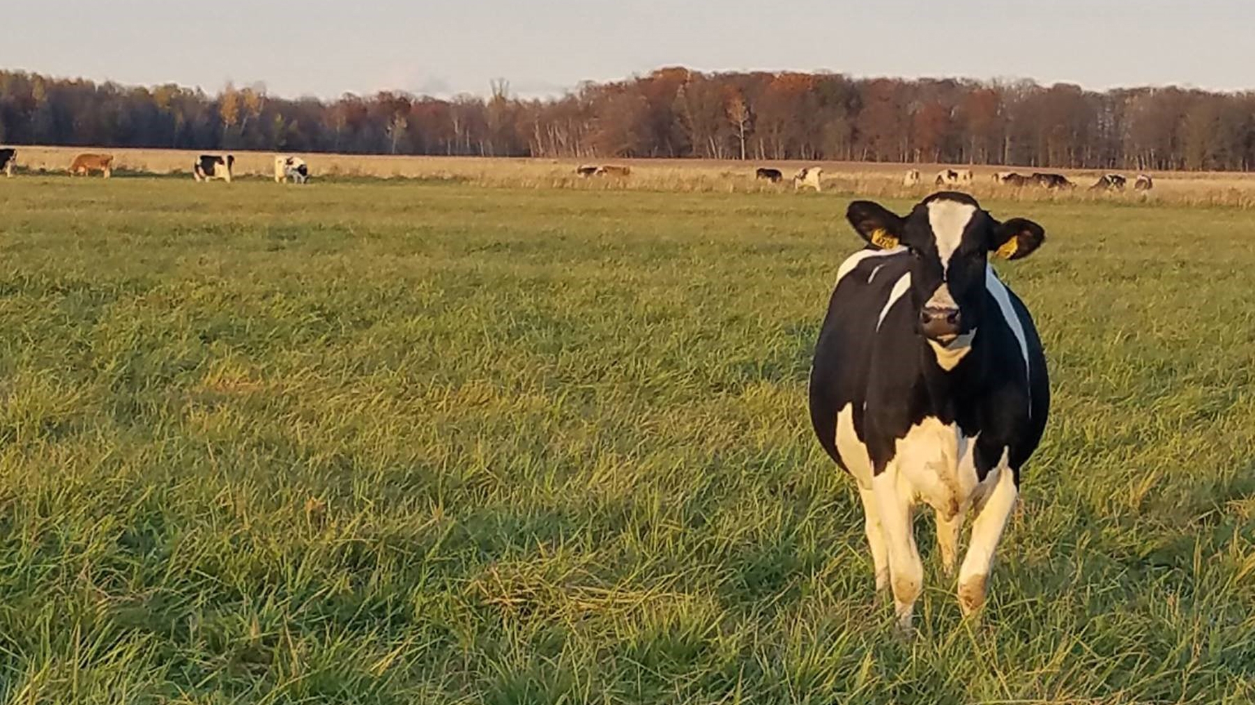 Matt Lippert develops top-notch dairy farm