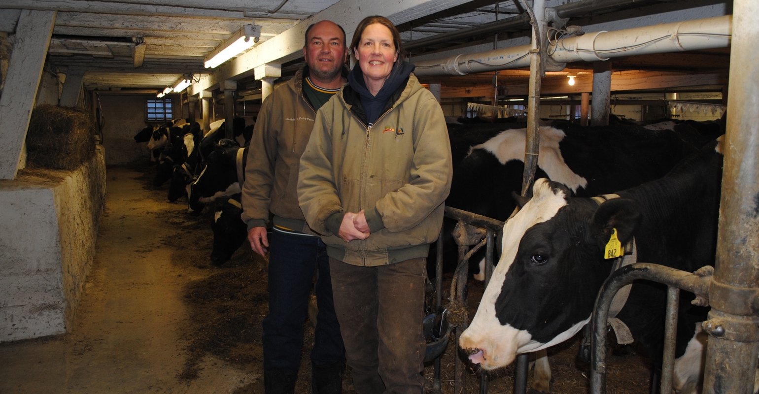 Cow activity monitors help dairy producers boost profitability
