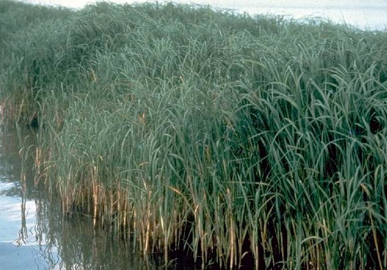 Cordgrass’ genetic map helps next generation of biofuels | Farm Progress