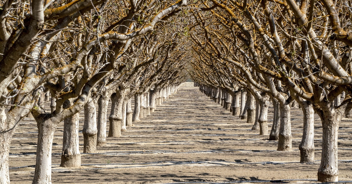 Maximize your almond dormancy period