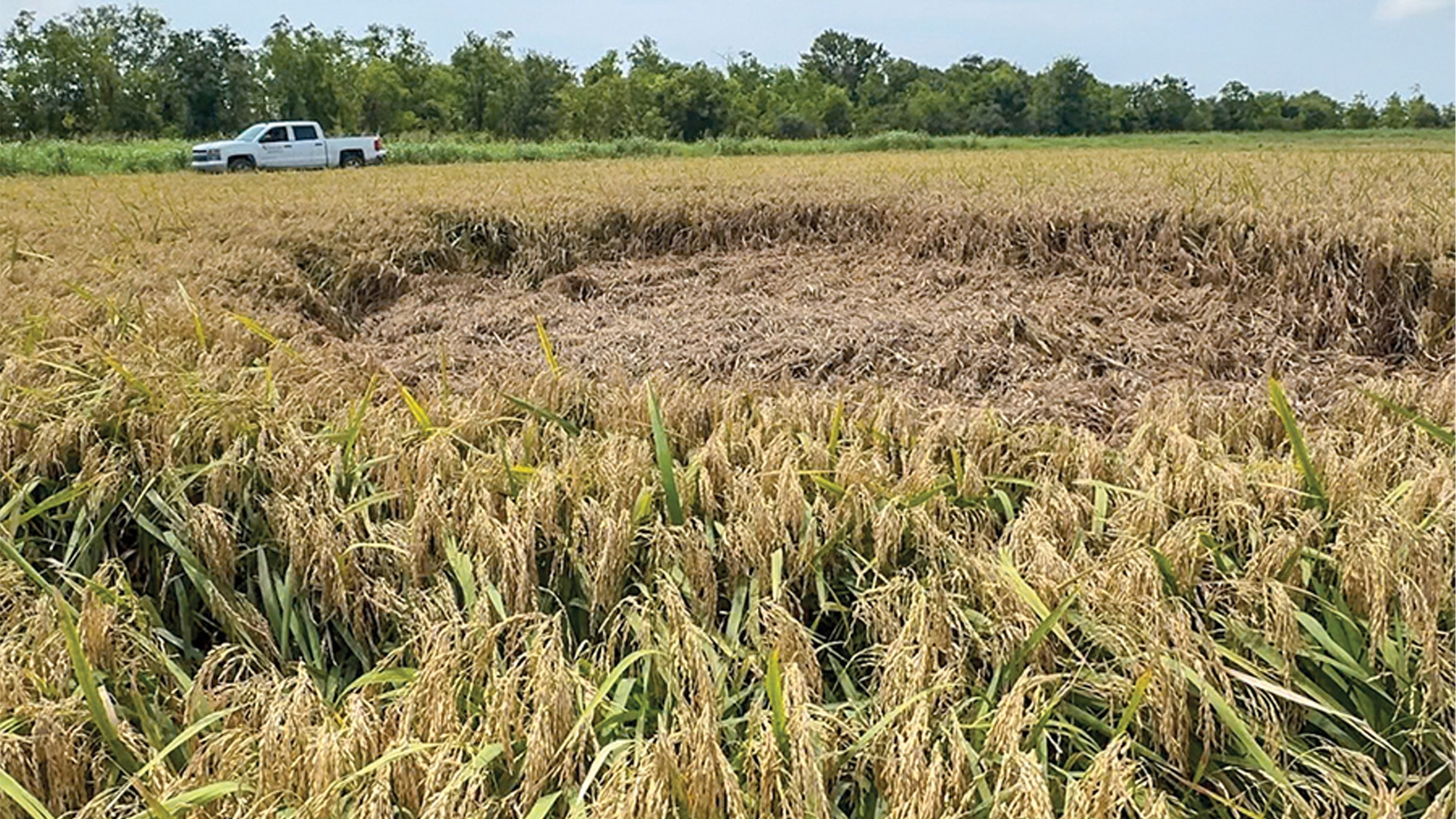 Rice delphacid threatens crops in the South