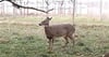University study: Use cover crops to lure deer from livestock feed