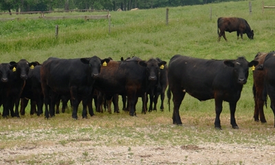 Welcome your new neighbors 'agri-hoods' are coming
