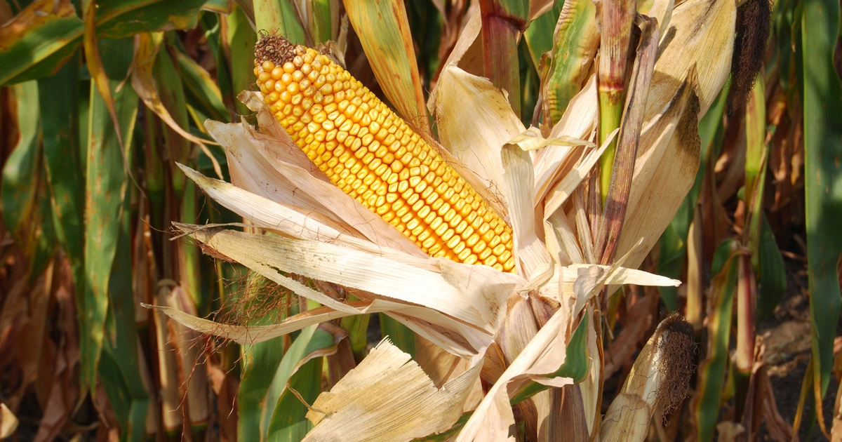 How fast will corn dry down?