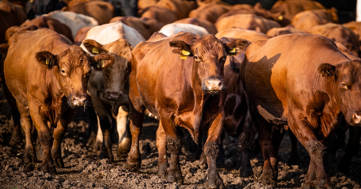 Financial opportunities of cull cow marketing