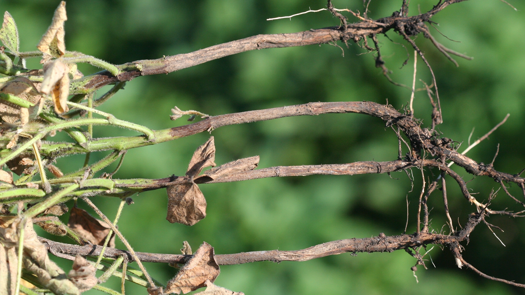 Seed selection key to managing soybean diseases