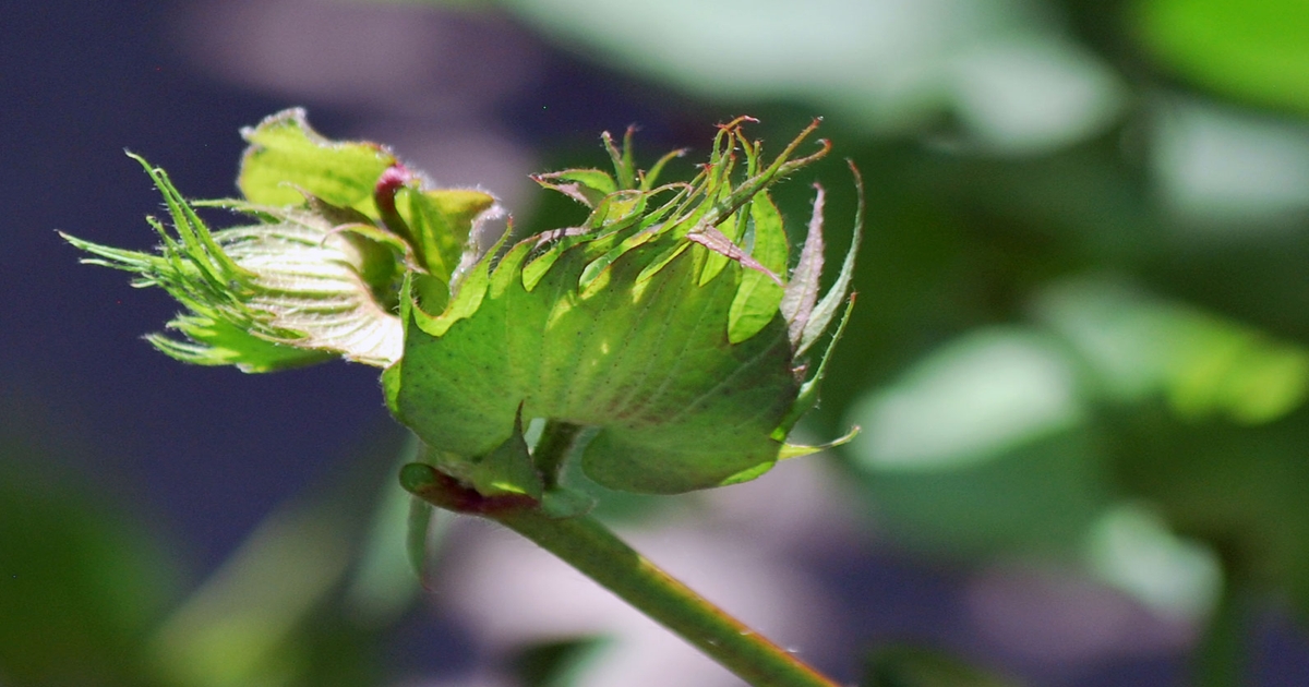 9 insects to watch for in cotton in the order they appear