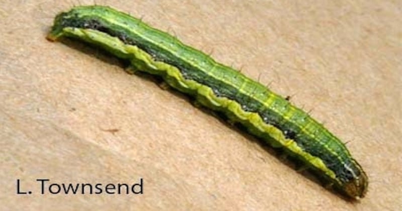 Something up with fall armyworms in Kentucky
