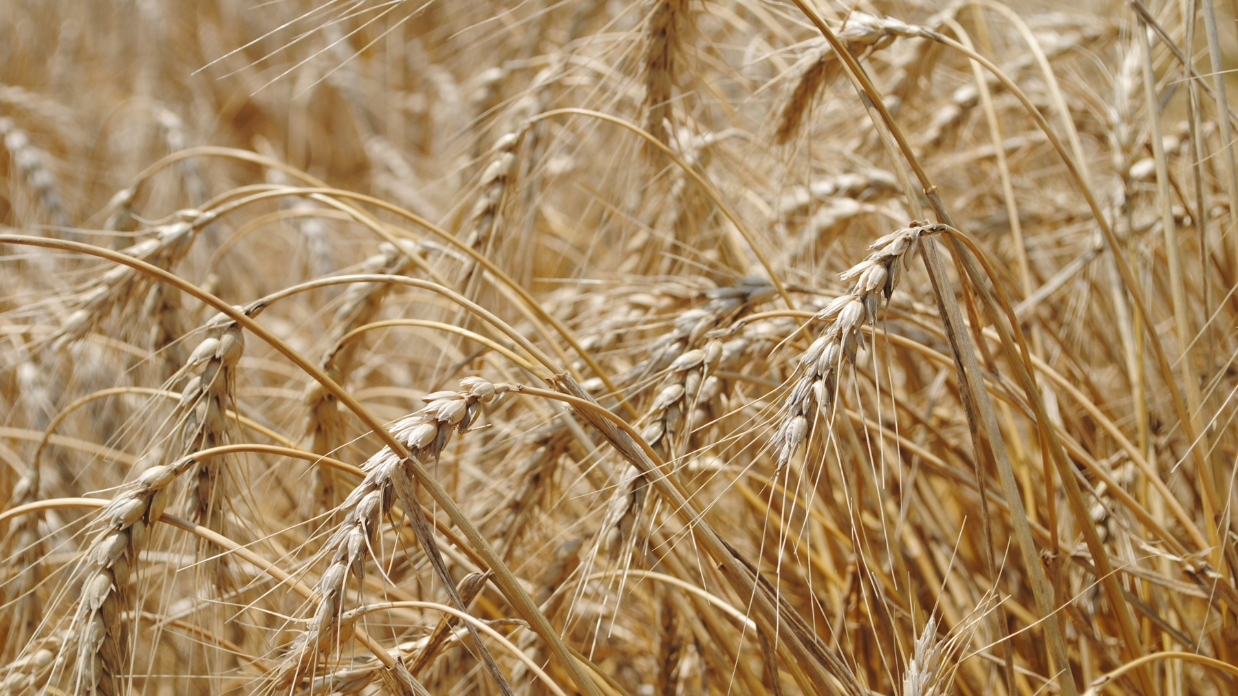 Small grains in crop rotations increase profits and improve soil health