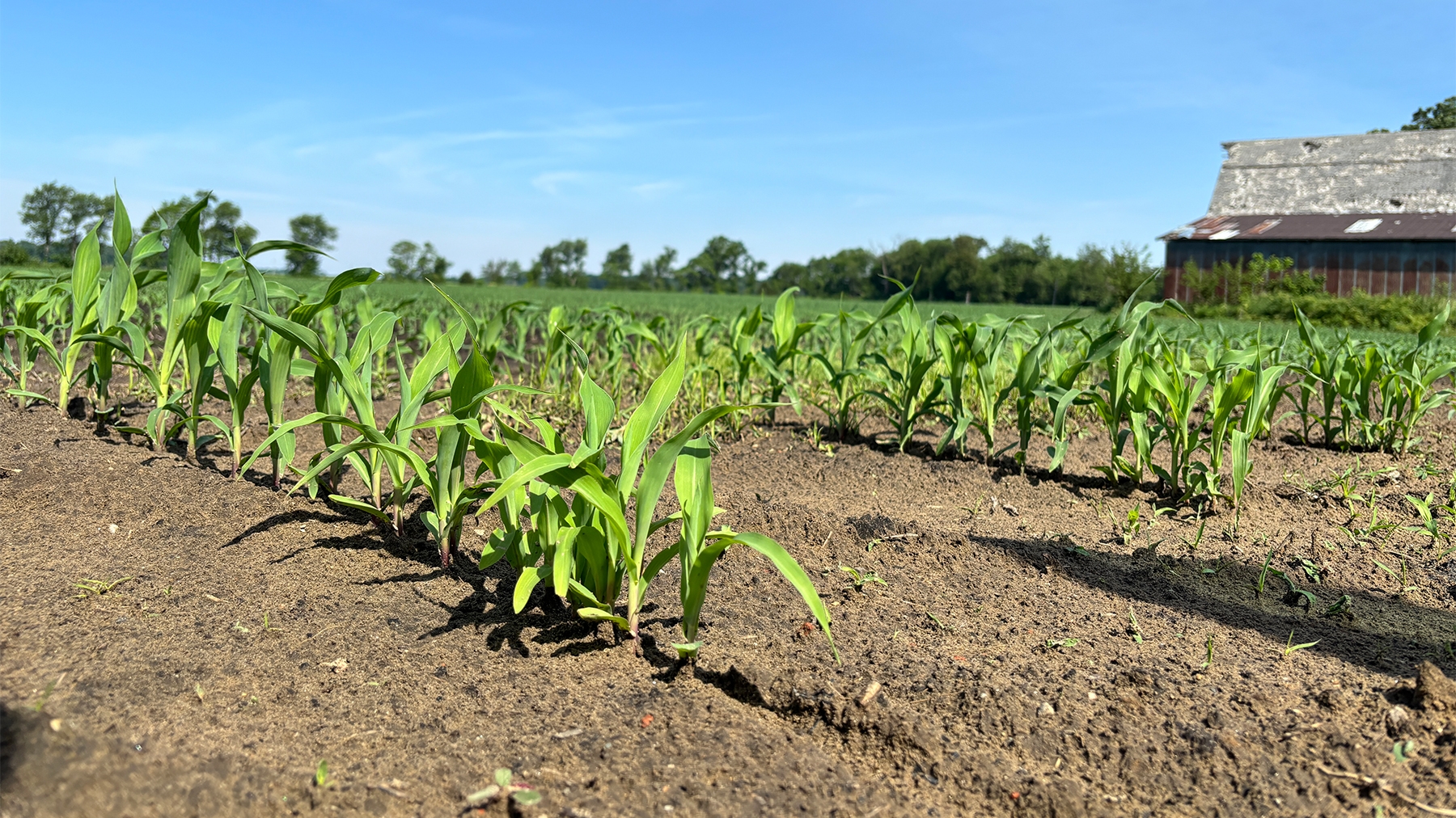 Corn replant decisions: Key factors for farmers