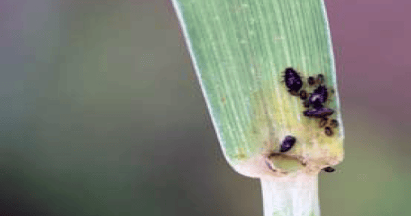 Invasive aphid moving across Southeast recently ID’d in South Carolina