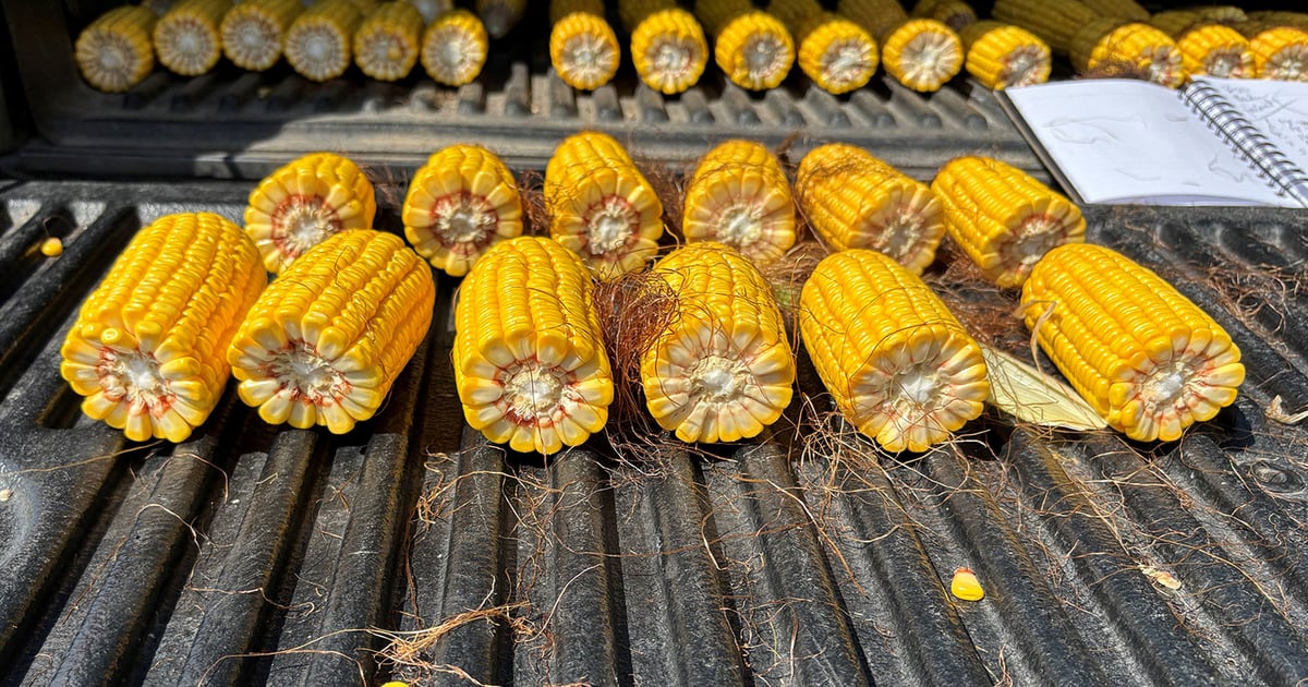 Improve accuracy of corn yield estimates before harvest