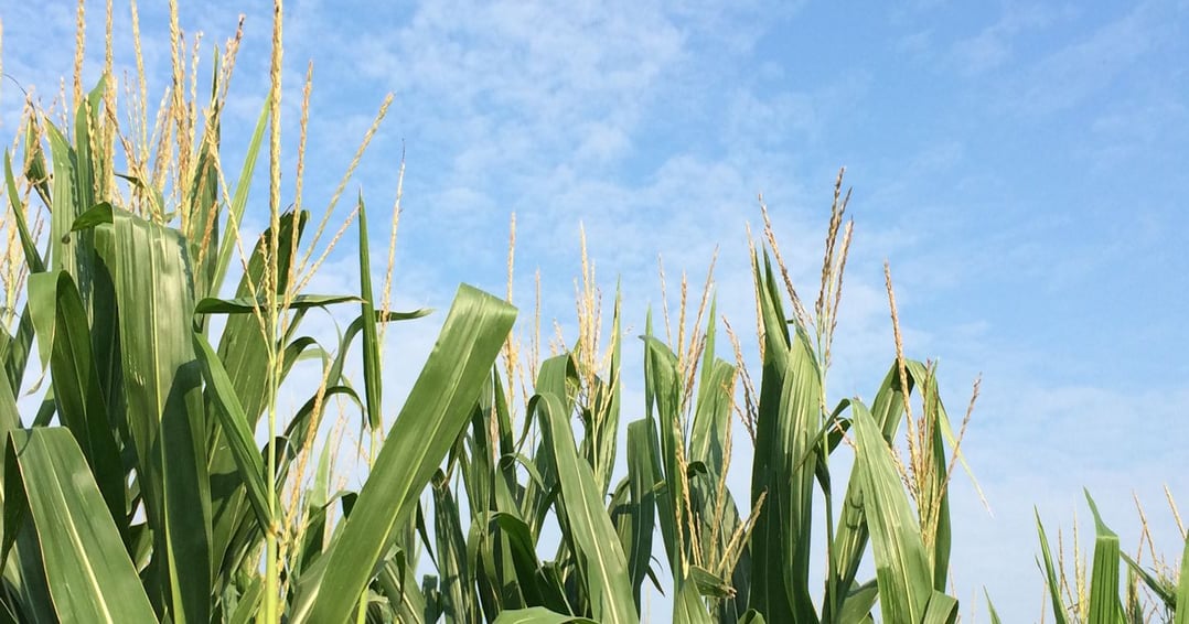Corn faces decisive week