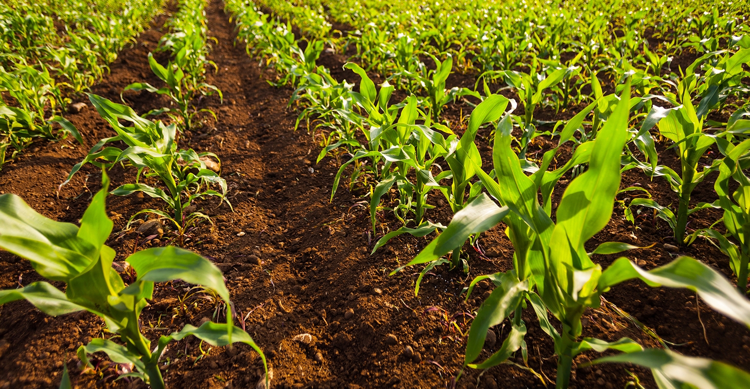 Mycogen Seeds offers Enlist hybrids