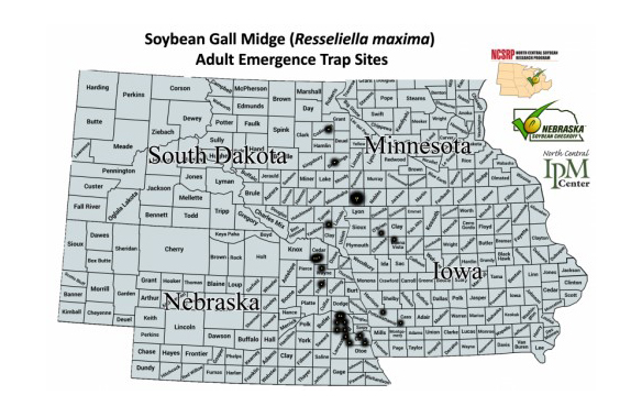 Soybean gall midge confirmed in 2019