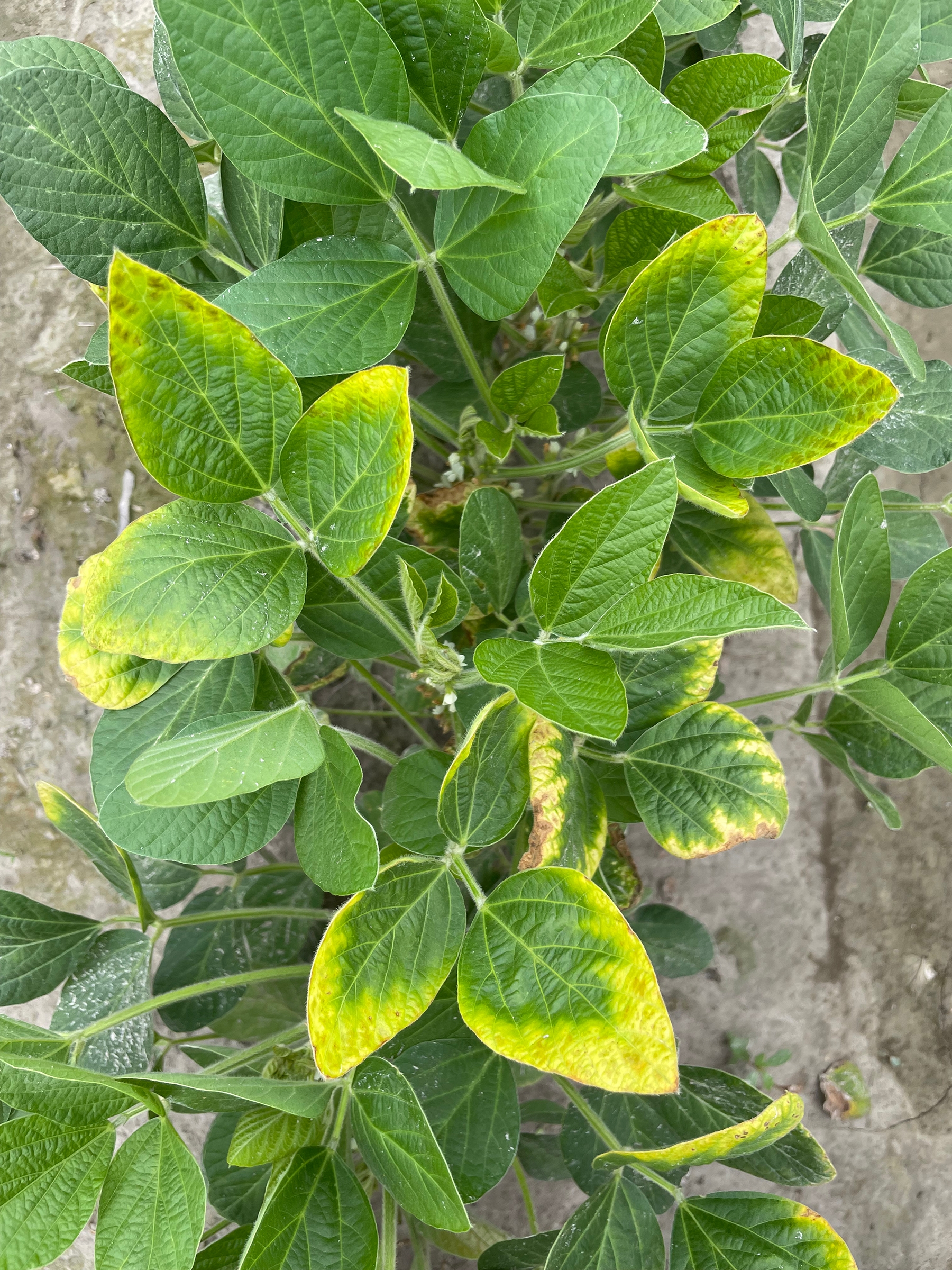 Manage soybean’s ‘hidden hunger’ for potassium