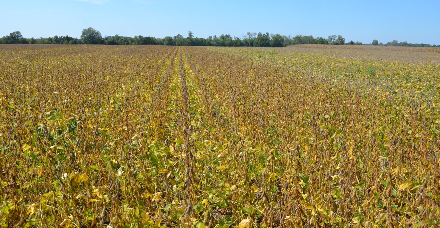 How soybean maturity fits with yield potential