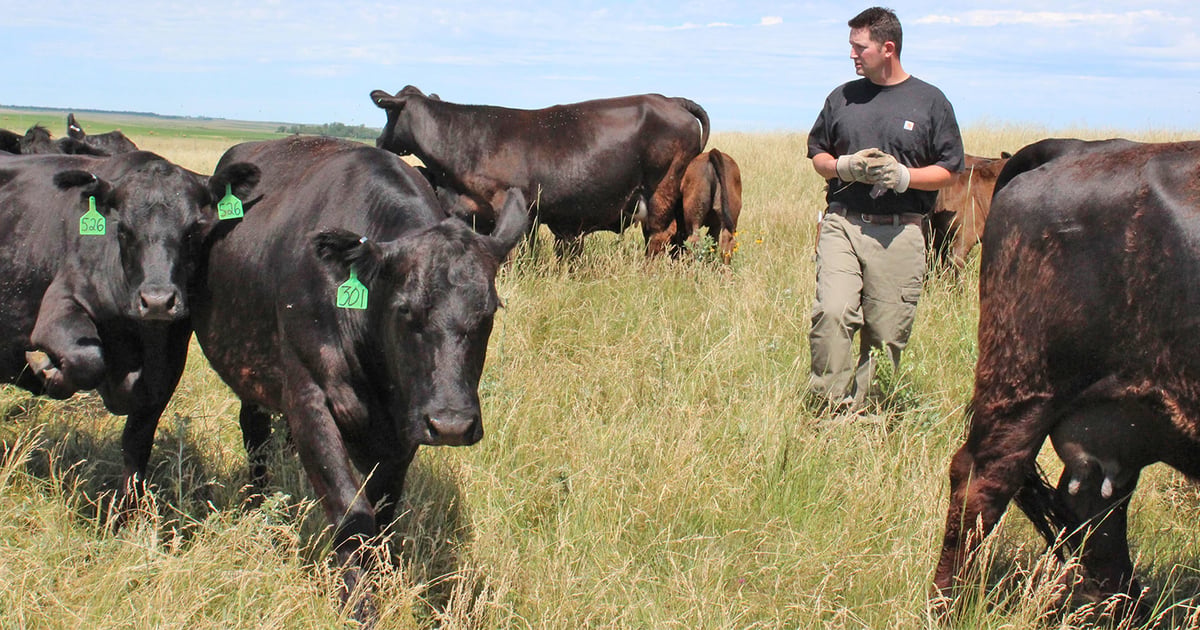 Flowers bloom, cattle thrive in rotational grazing system | Farm Progress