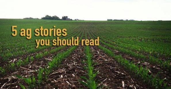 5 Ag stories: Stored grain, corn tissue testing and cover crops for ...