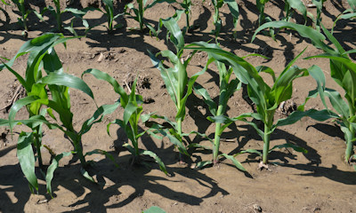 10 things you should know about possible nitrogen injury in corn