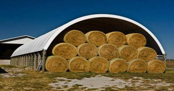 Stockpiled forage a cheap winter feed source