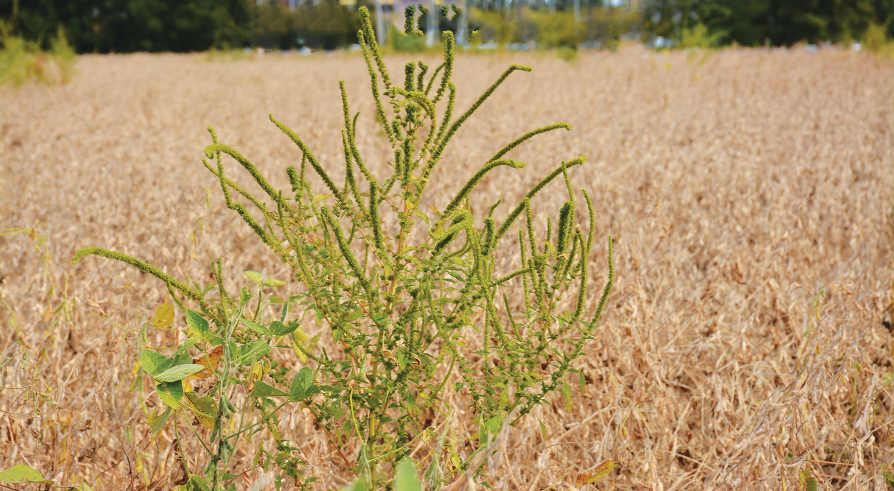 pigweed dicamba 2,4-D Bradley