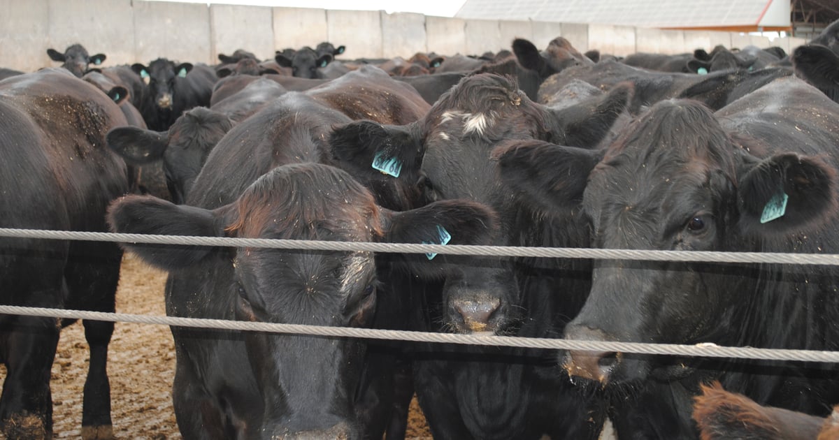Direct marketing beef can add value to farm operation