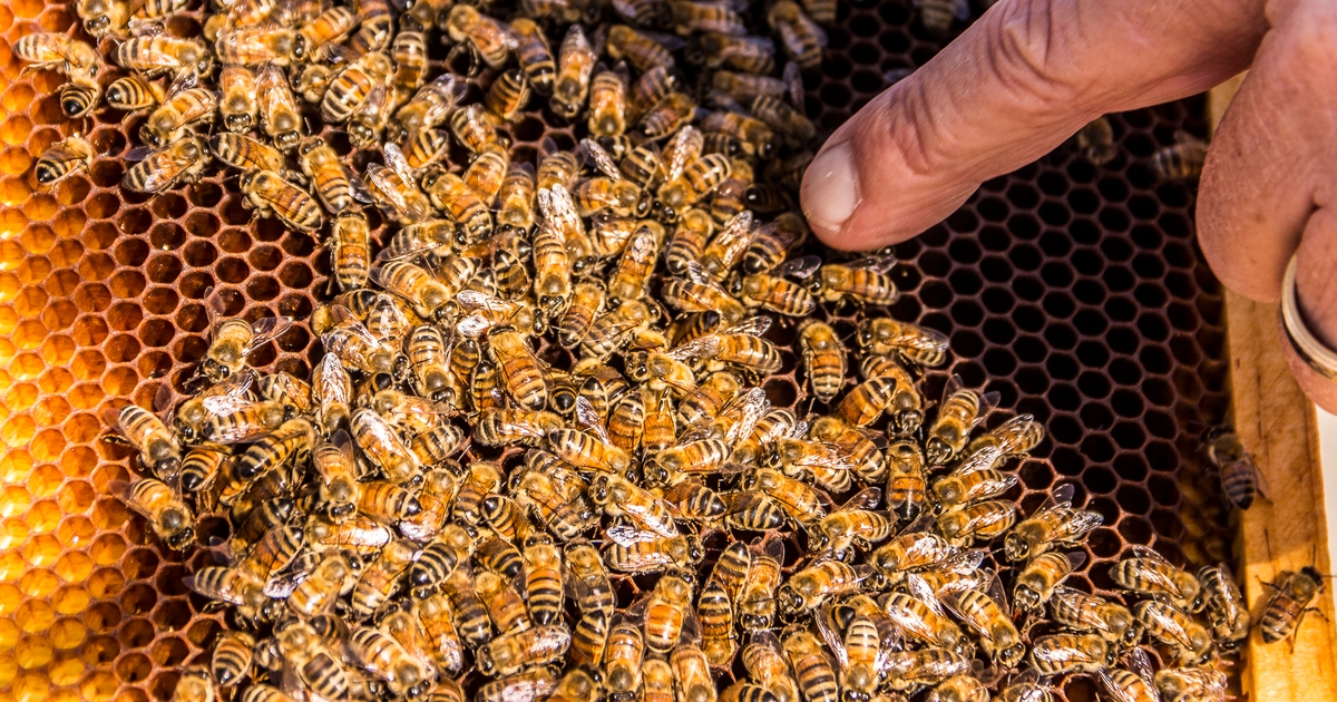 Bee sensor technology gains investor support