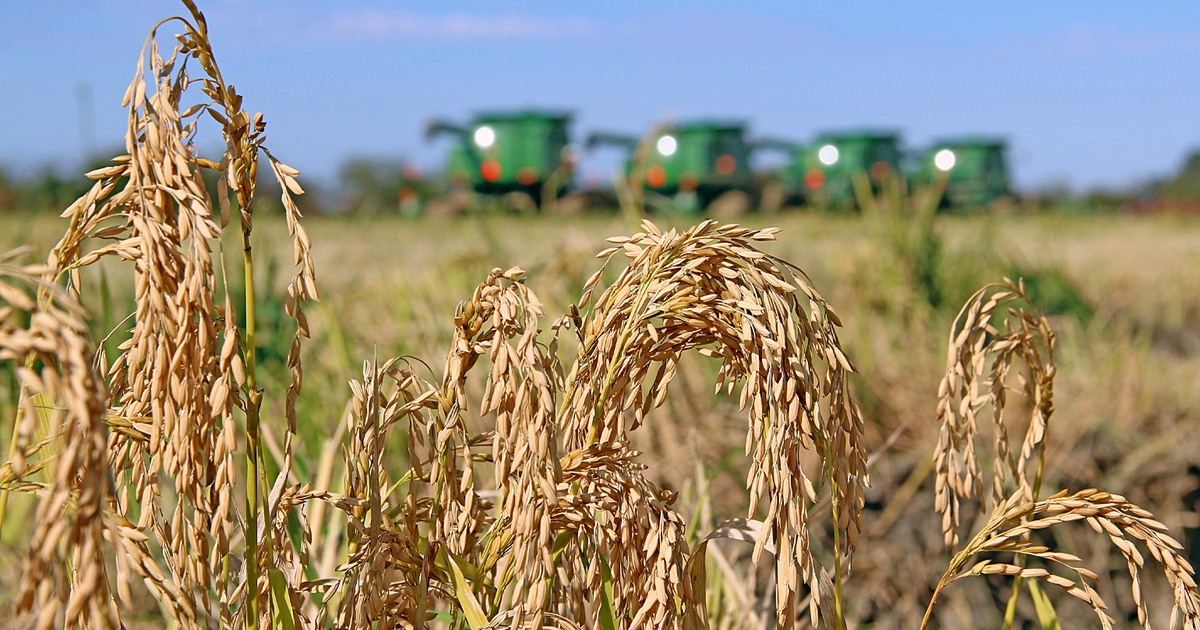 Texas rice farmers could increase by 5 percent in 2021