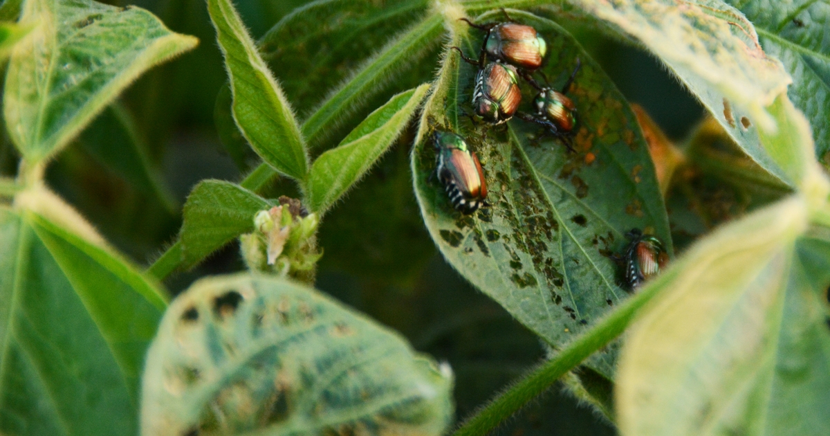 What’s eating crops this year?