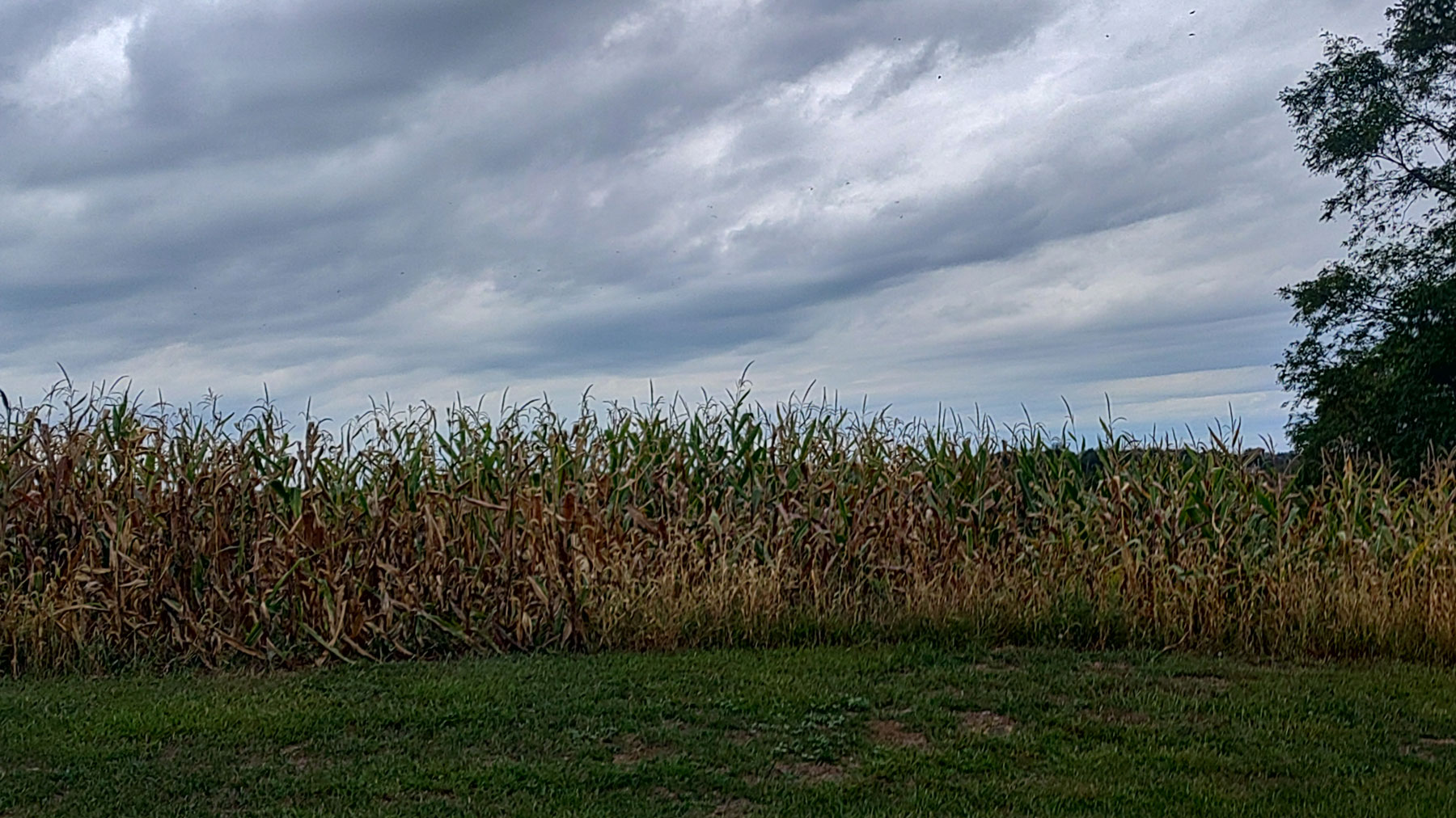 Soybean recent news | Farm Progress