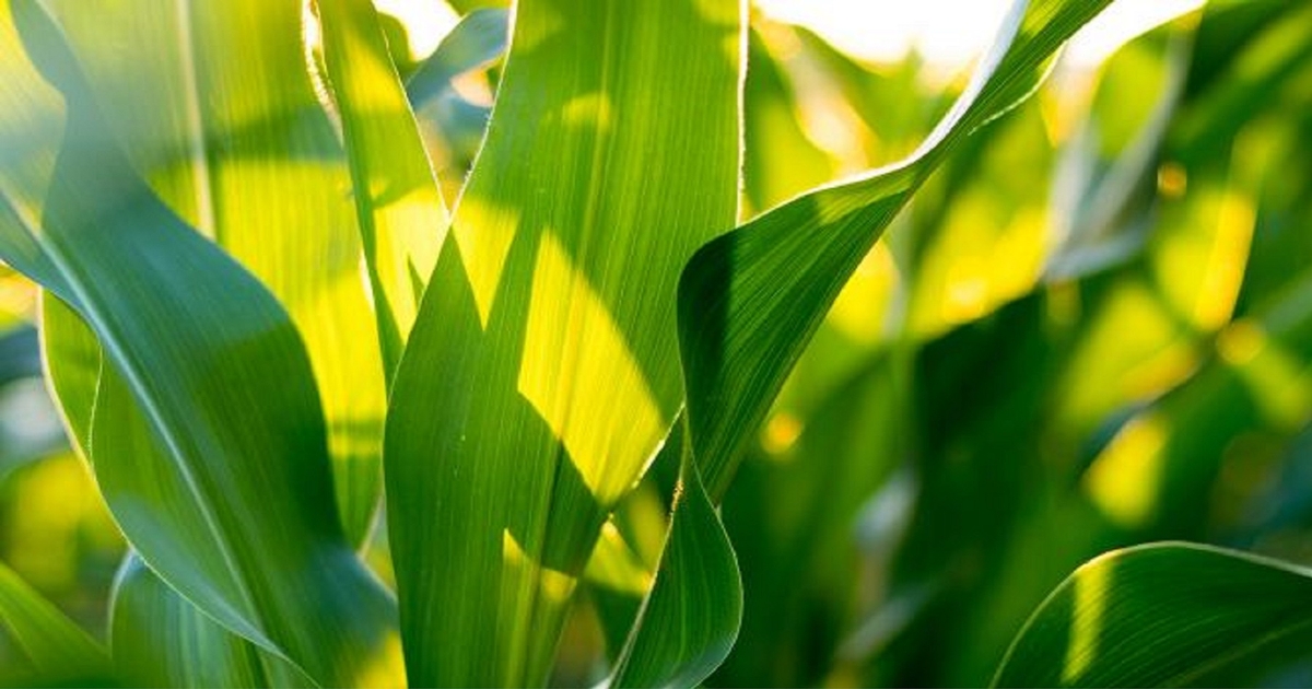 Days 1-28 are critical for building corn yield