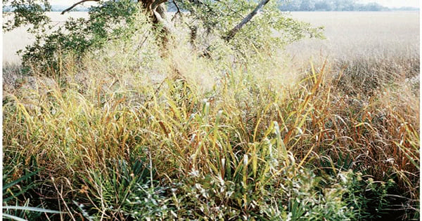 Biofuels study to promote on-farm feedstock production | Farm Progress