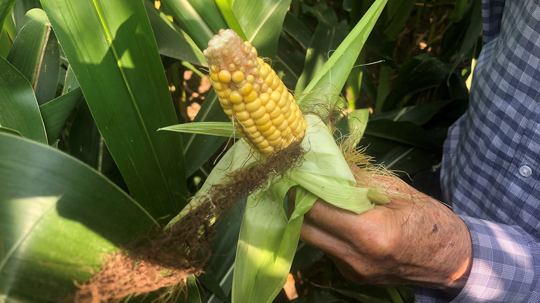 Take closer look at how late-emerging corn plants fared