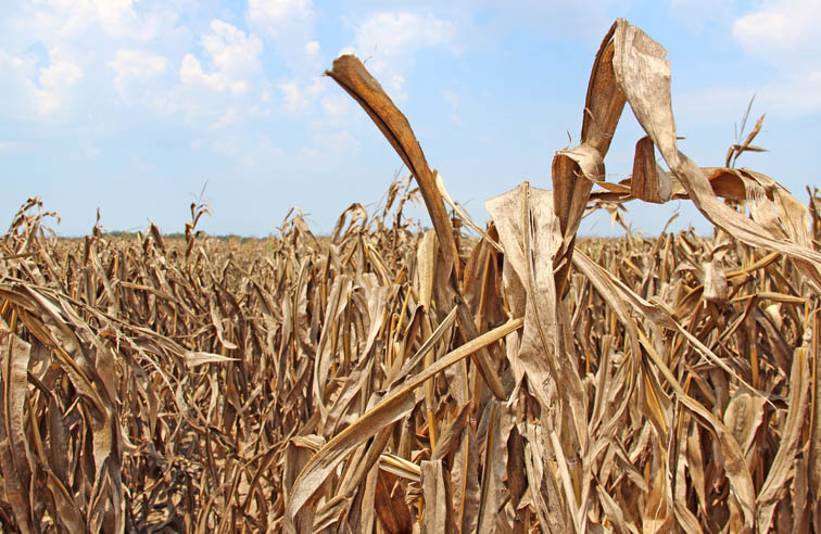 Filing a crop insurance claim: overview for producers