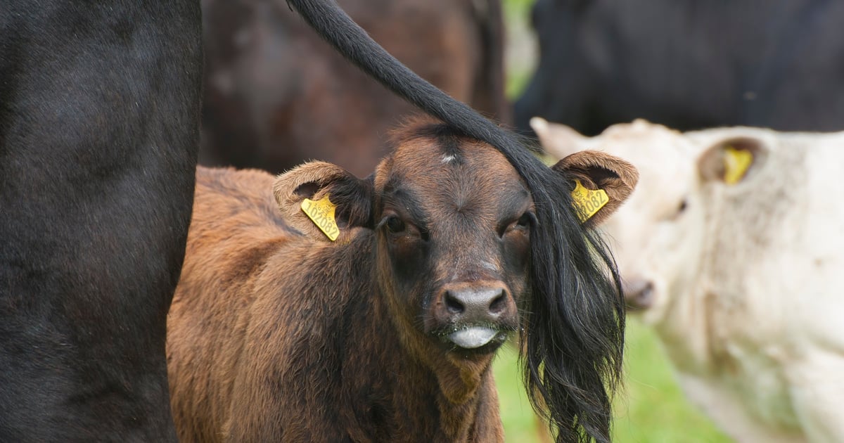 Why should I castrate bull calves?