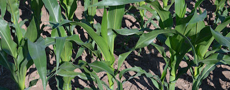 End Rows in a Corn Field Tell A Story
