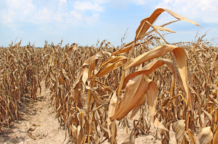 Half U.S. corn crop very poor to poor - USDA