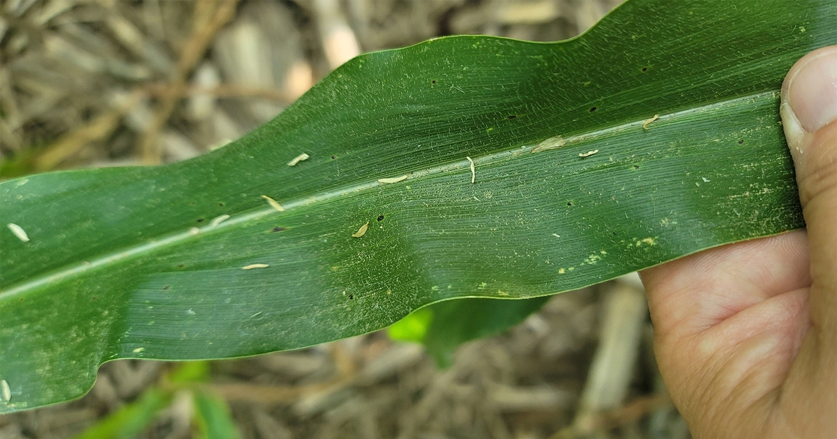 Tar spot in corn: Scouting tips and management strategies