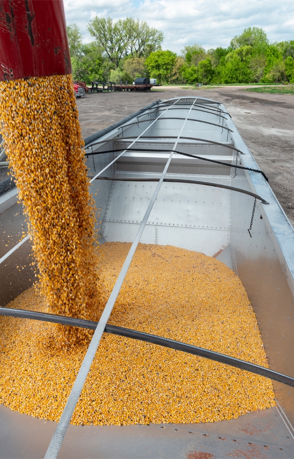 Enogen corn trait not just for ethanol; it improves cattle feed, too