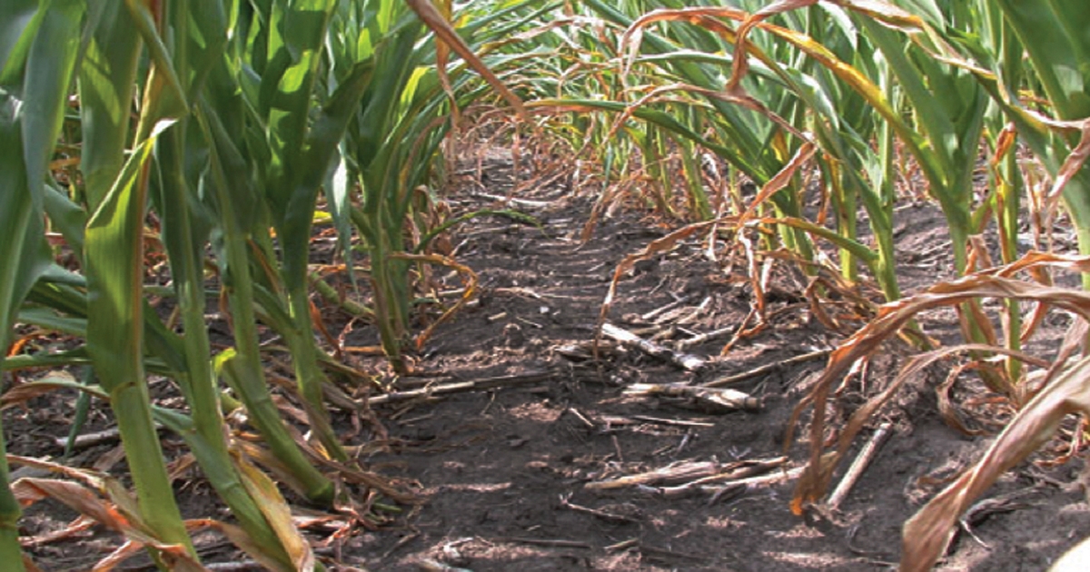 Corn rootworm damage from drought and resistance | Farm Progress