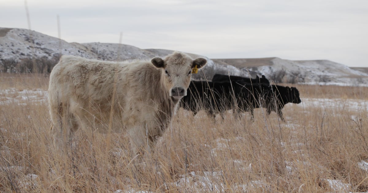 Murray Grey cattle: A rare breed for ranching success