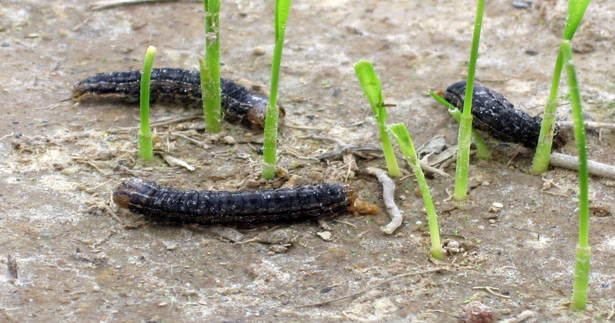 Armyworms moving into Arkansas rice
