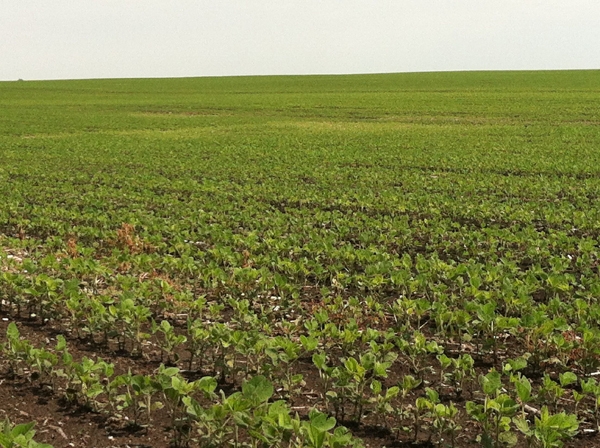 Corn, Soybeans Showing Signs of Potassium Deficiency