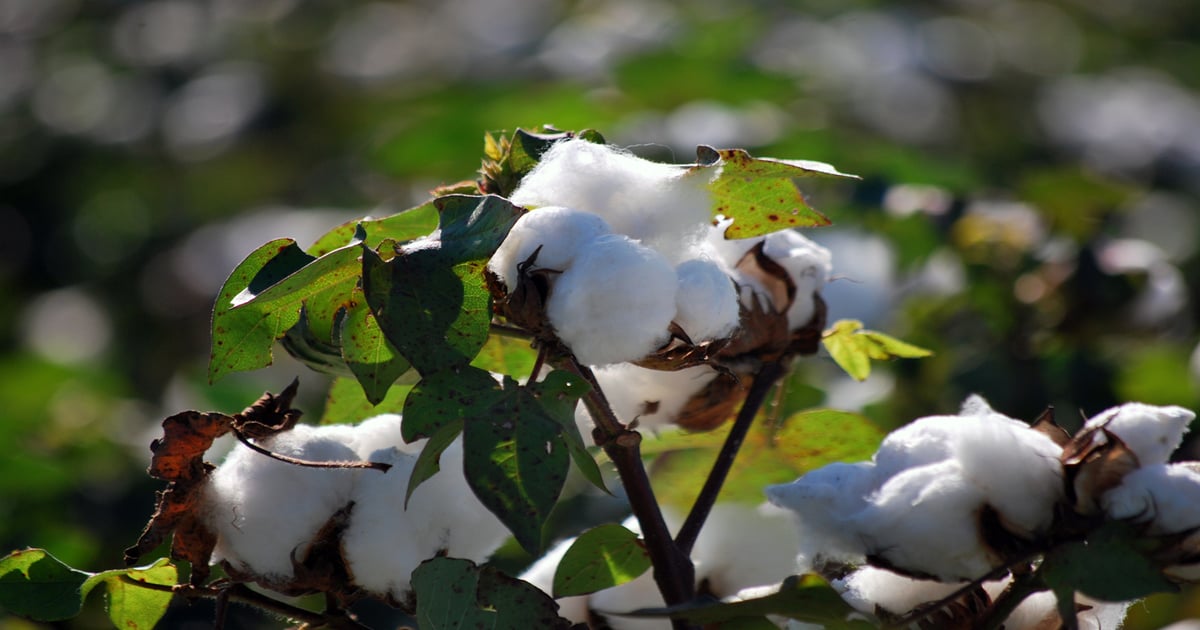 A bad cotton selection can cost a farmer $100 per acre, or much more