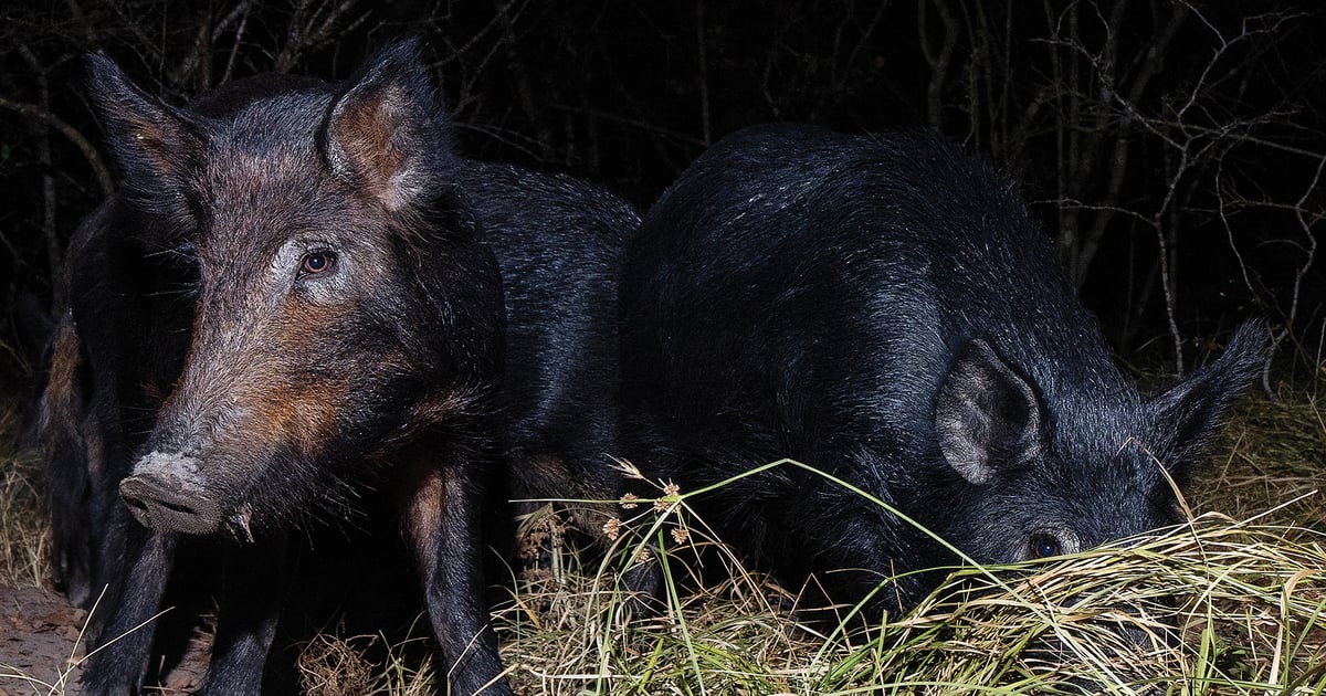 How to manage feral hogs as they spread into Texas’ suburbs