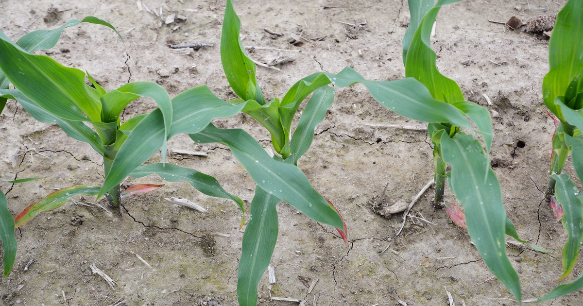 Corn V6 stage: Critical developments for crop success