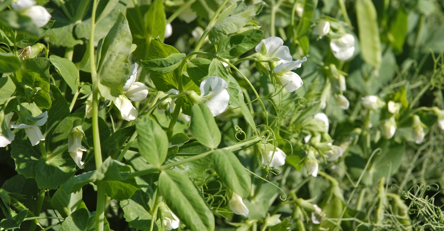 Pulse USA releases 5 new field pea varieties